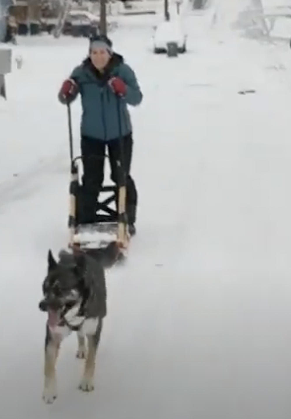 Sled Dogs: how to regain endurance in harsh conditions | dig deep ...
